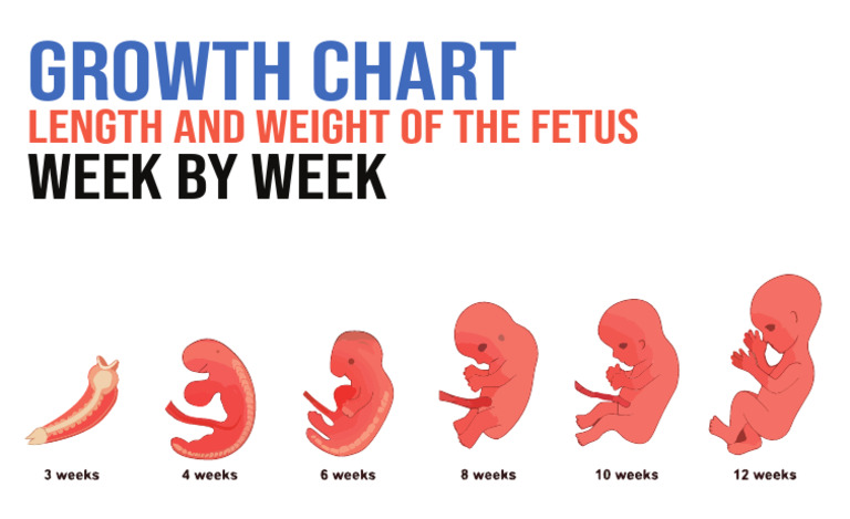 Length and Weight of The Fetus: Growth Chart | PDF