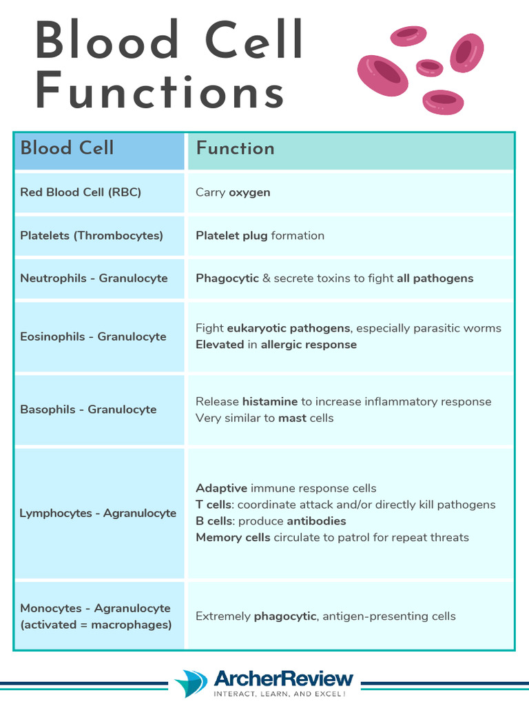 Blood Cell Function | PDF