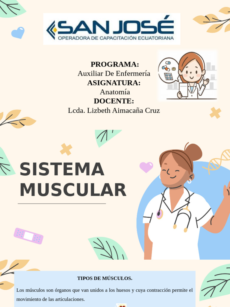 Anatomia Clase 4 | PDF | Músculo | Órgano (anatomía)