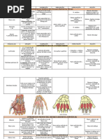 Músculos de la eminencia tenar y hipotenar | PDF | Mano | Anatomía humana