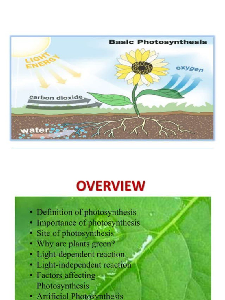 Photosynthesis | PDF