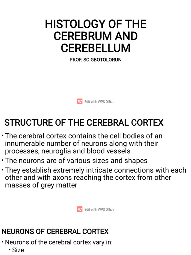 Cerebral Cortex Histology Overview | PDF | Cerebellum | Cerebral Cortex