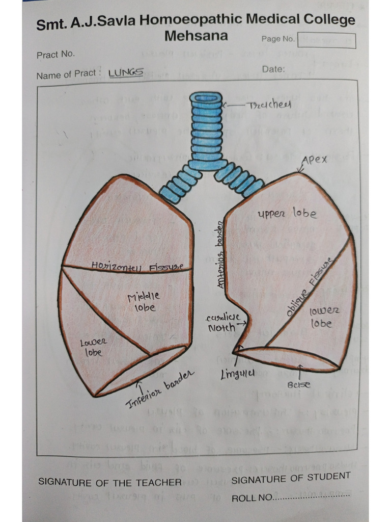 Thorax Anatomy Journal | PDF