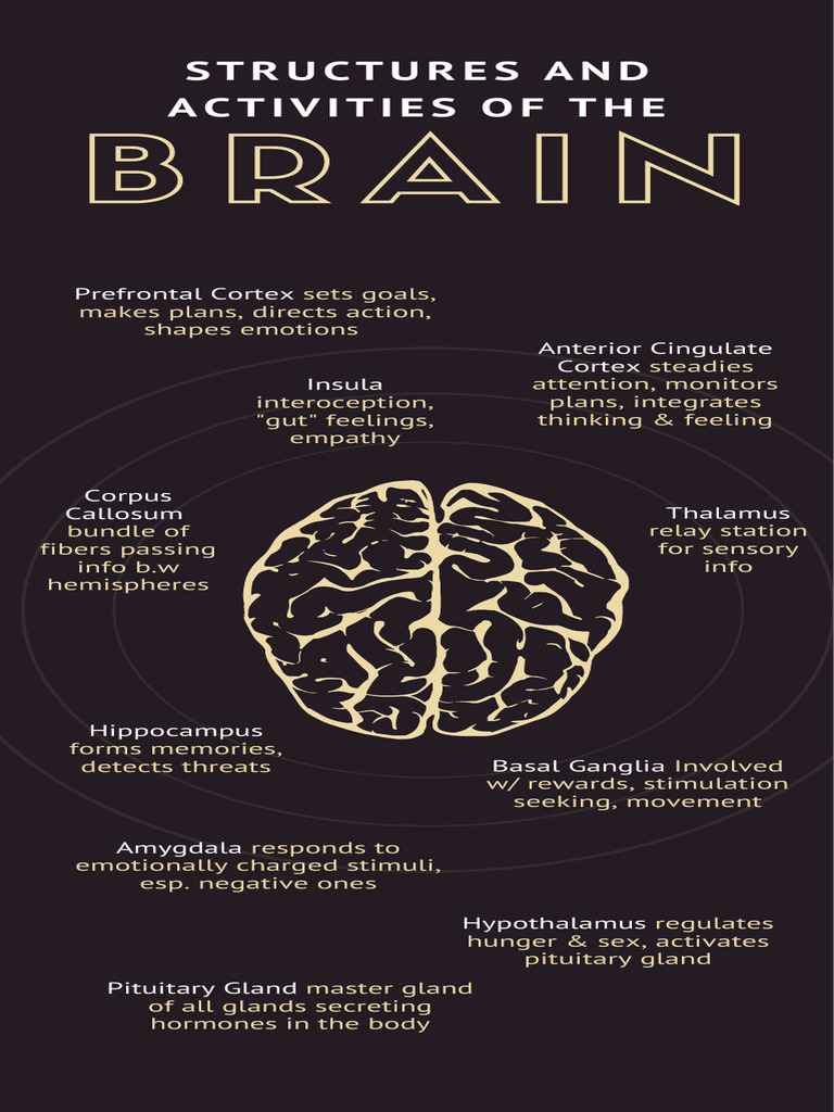 Structures and Activities of The Brain | PDF