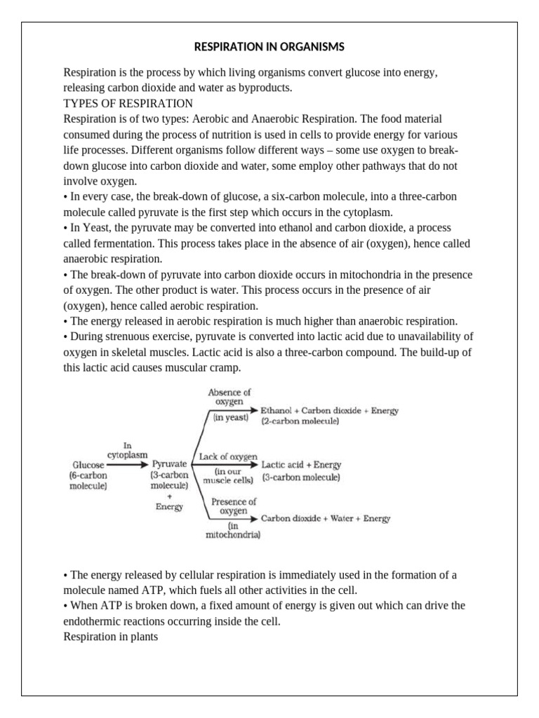 Respiration in Organisms | PDF | Cellular Respiration | Lung