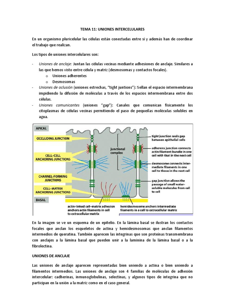 Tipos de Uniones Intercelulares en Células | PDF | Integrina | Epitelio