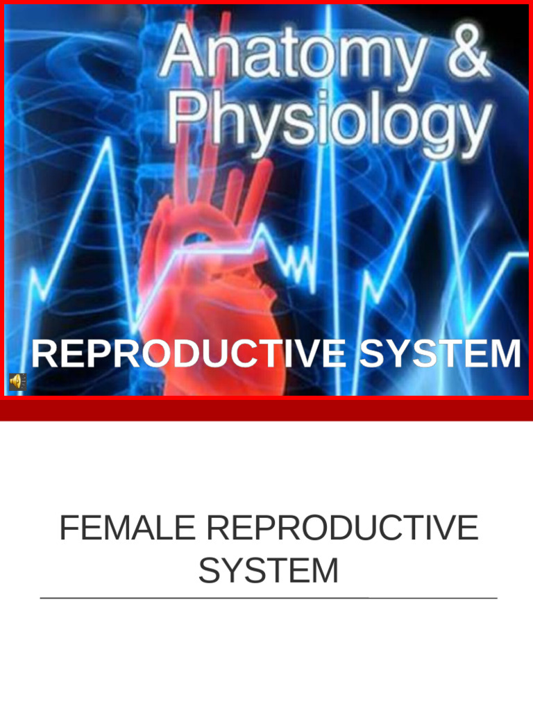 Female Reproductive Powerpoint | PDF | Menstrual Cycle | Uterus
