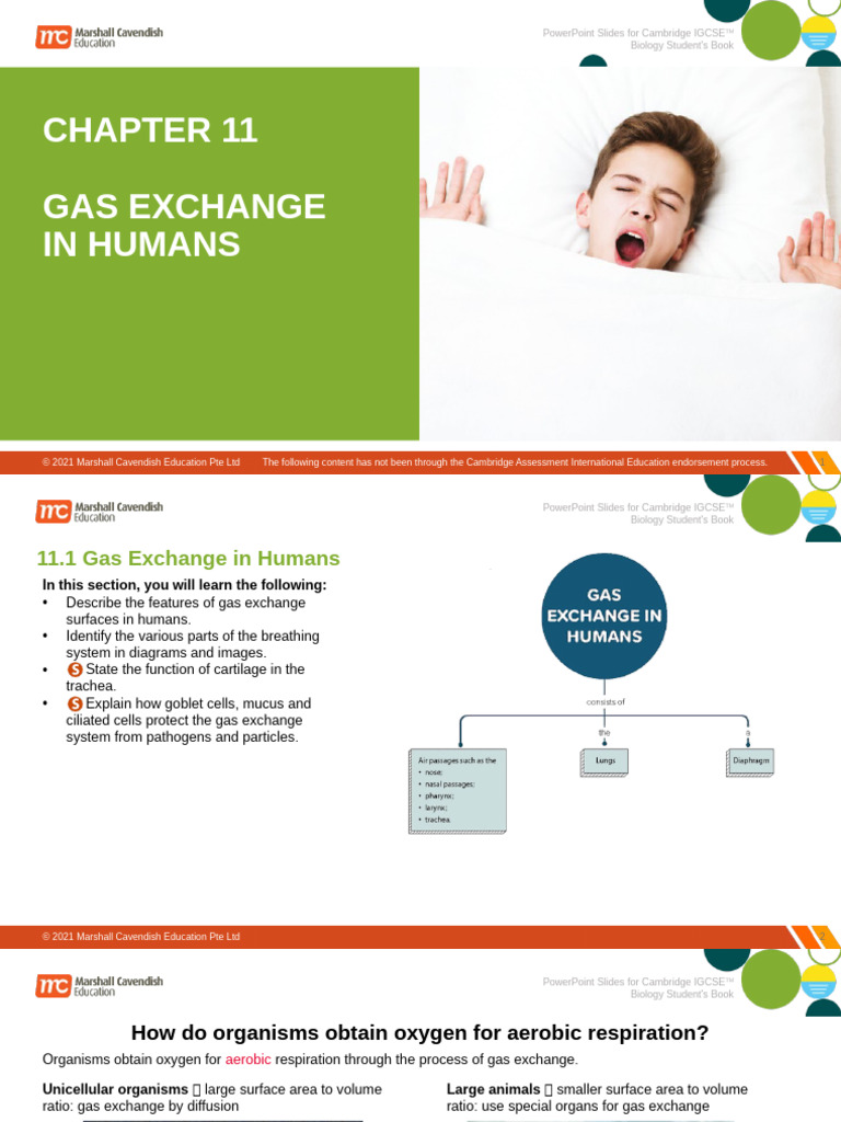 IGCSE Biology PPT C11 | PDF | Breathing | Exhalation