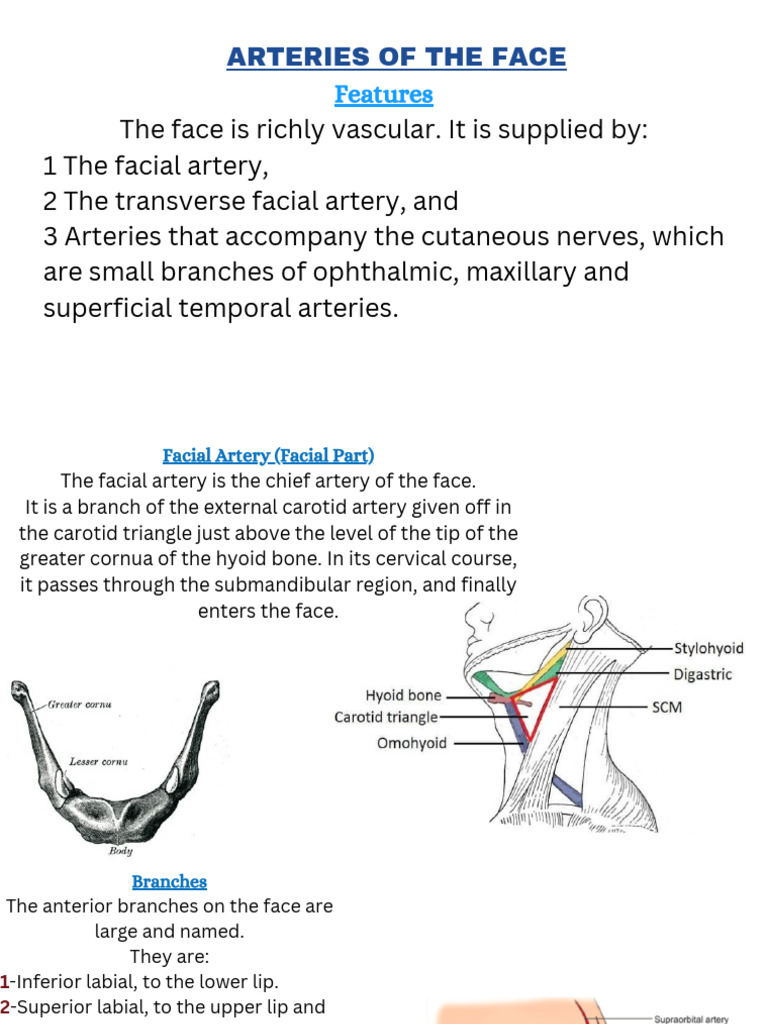 Arteries of The Face: Features | PDF