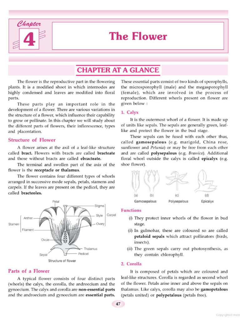 The Flower | PDF