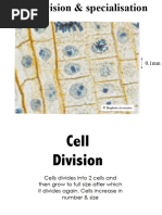 Specialised Animal Cells - Living Organisms - KS3 Biology - BBC ...