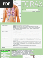Anatomía y Estructura del Tórax | PDF | Tórax | Vértebra