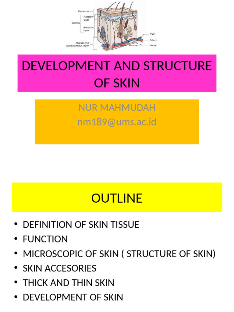 3 II Histologi Integumen Development and Structure of Skin | PDF | Skin ...