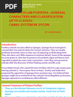 Sponge Body Plans: Asconoid Explained | PDF | Sponge | Cell Biology