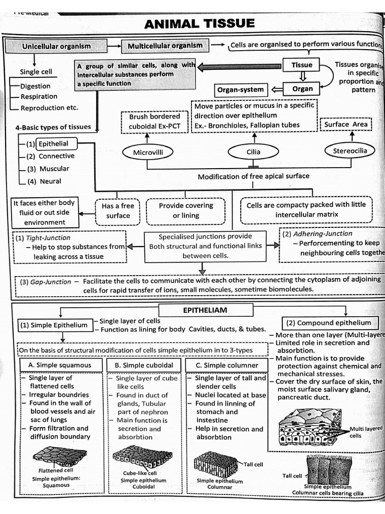 Animal Tissue (Ncert Fast Track) | PDF