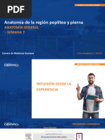 Anatomía de los Músculos Mediales del Muslo | PDF | Extremidades ...