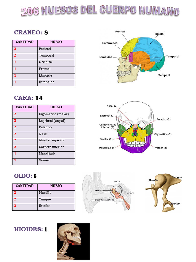 206 Huesos Del Cuerpo Humano 2 | PDF