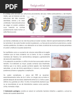 Persistencia del Conducto Onfalomesentérico | PDF | Anatomía ...