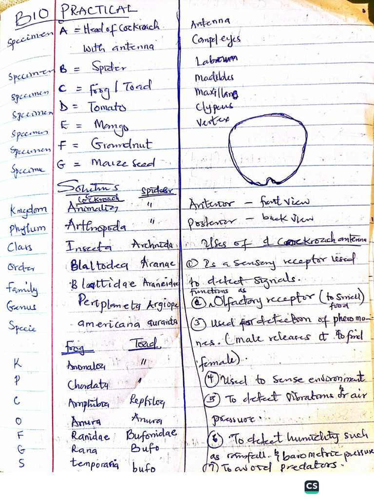 BIO practical practices | PDF
