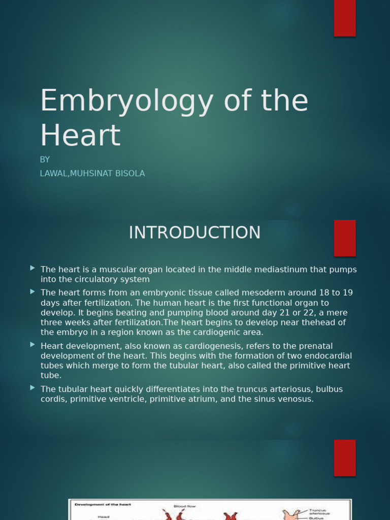 Embryology of The Heart | PDF | Congenital Heart Defect | Heart