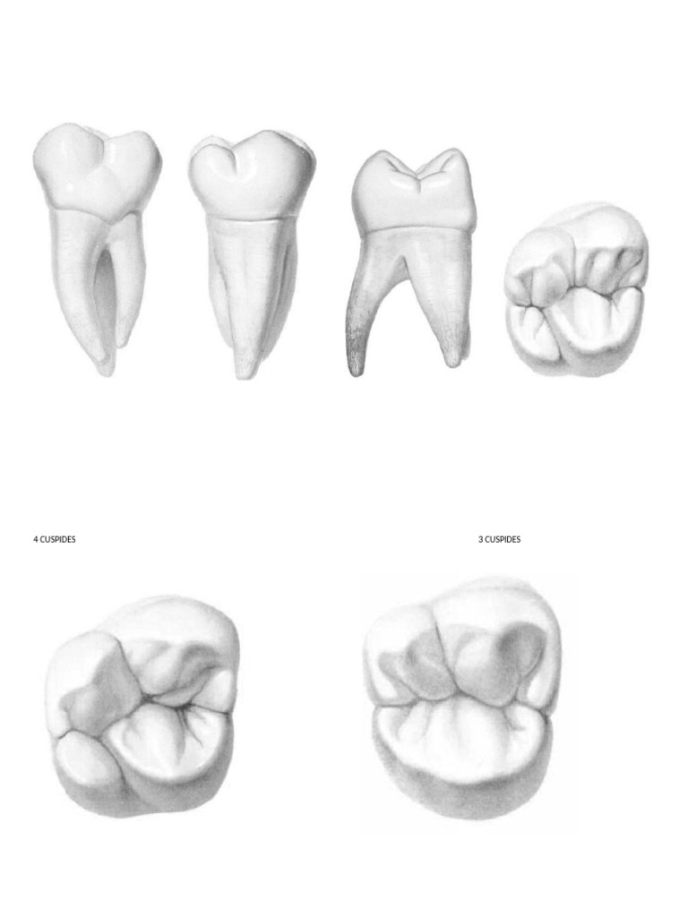 Molar Es | PDF