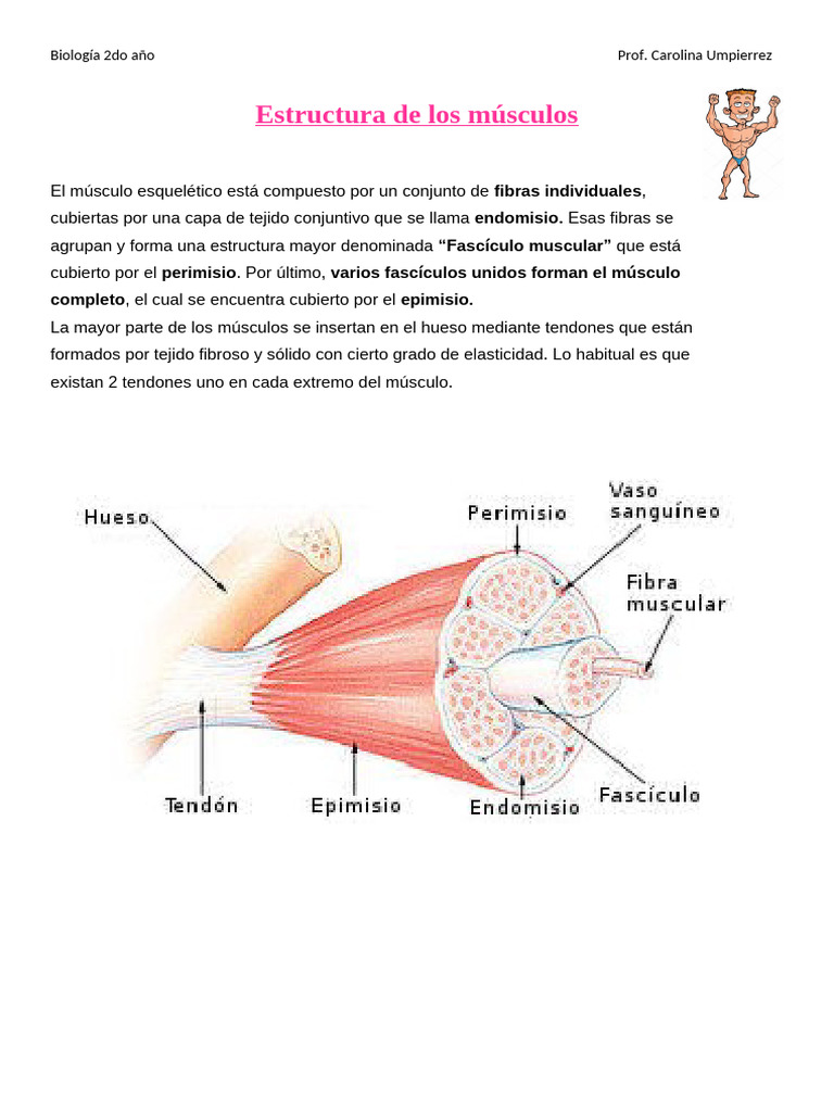 1 Estructura Del Musculo | PDF