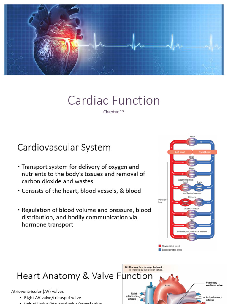 Chapter 13 Part 1 Lecture Pdf Heart Valve Electrocardiography