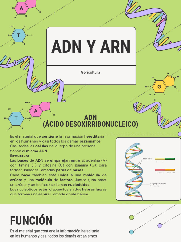 ADN Y ARN_20250519_224033_0000 | PDF | Rna | Adn