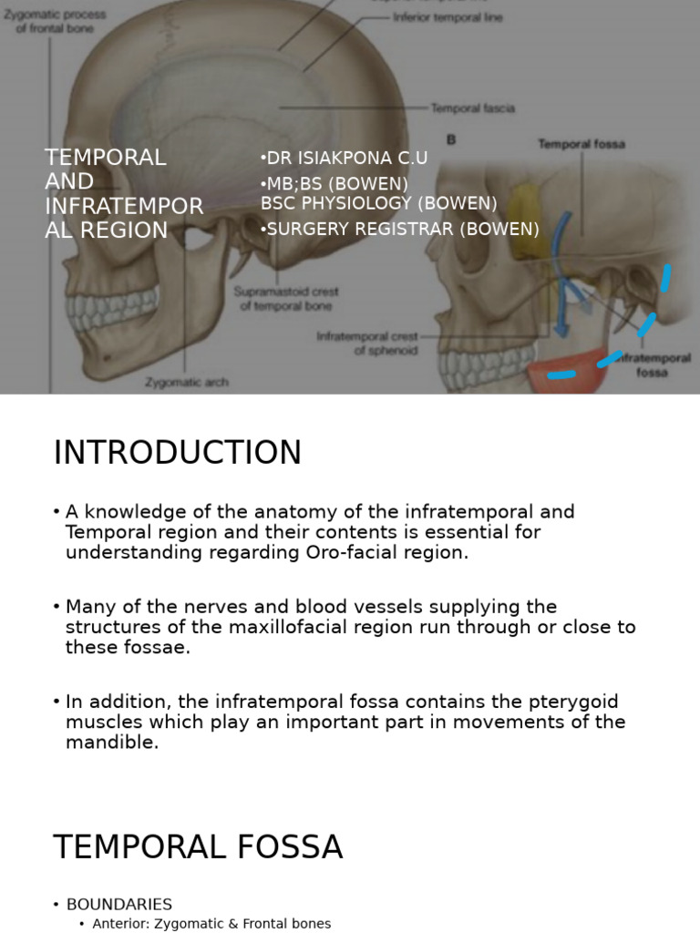 Anatomy of Temporal and Infratemporal Regions | PDF