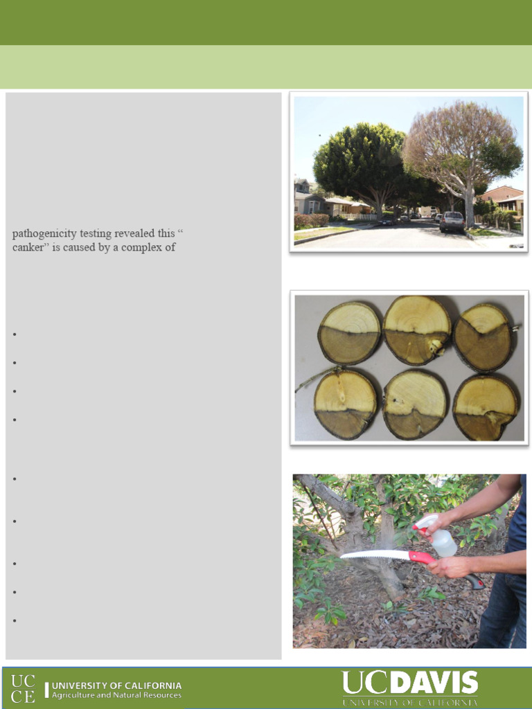 Ficus Dieback Handout | PDF