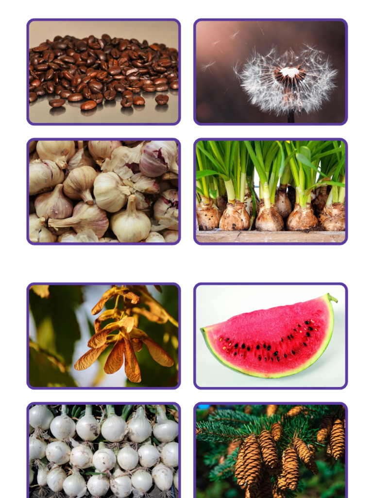 Seeds and Bulbs Photo Pack - Making Observations | PDF