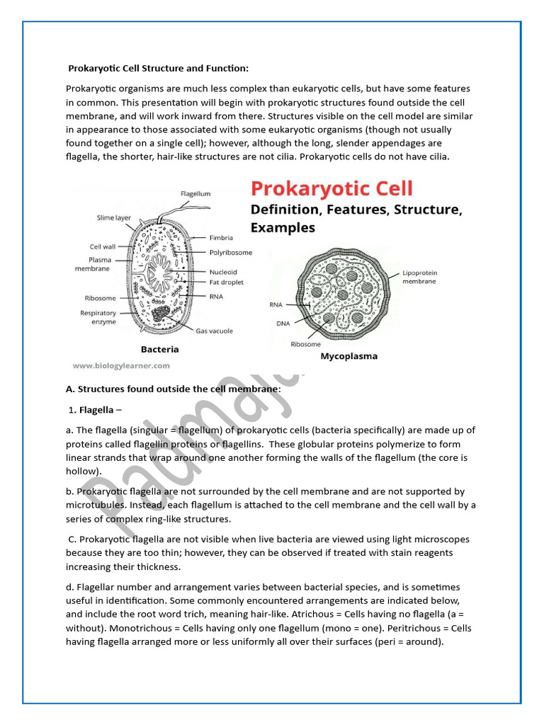 Prokaryotic Cell Structure Overview | PDF | Cell (Biology) | Chloroplast