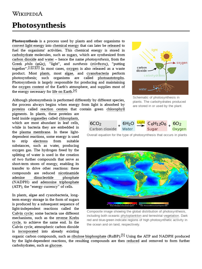 In-Depth Photosynthesis B.SC | PDF | Photosynthesis | Cyanobacteria