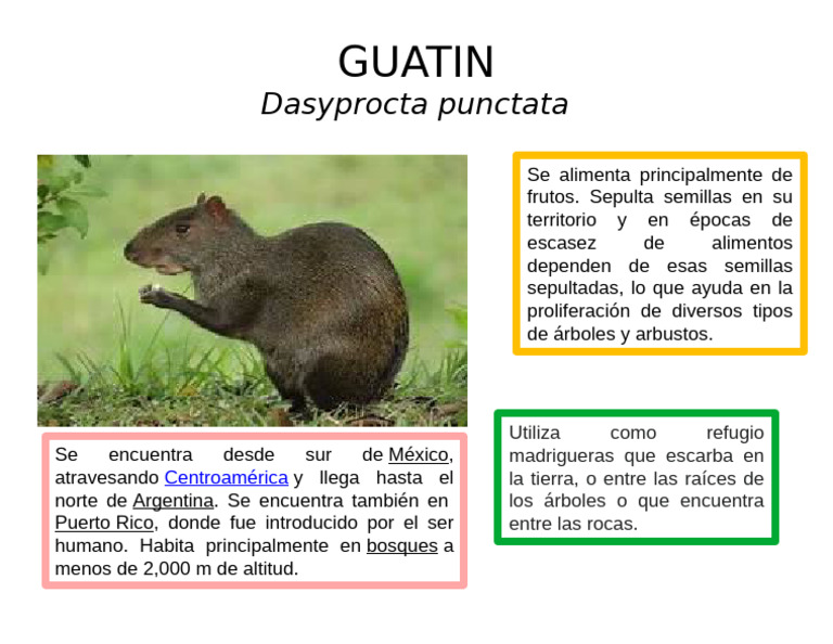 Guatin | PDF