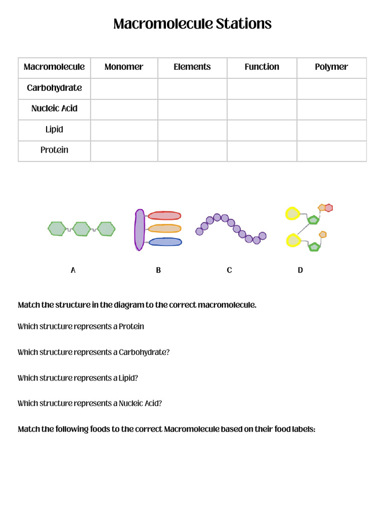 Macromolecules Stations 0819 PDF | PDF | Carbohydrates | Enzyme