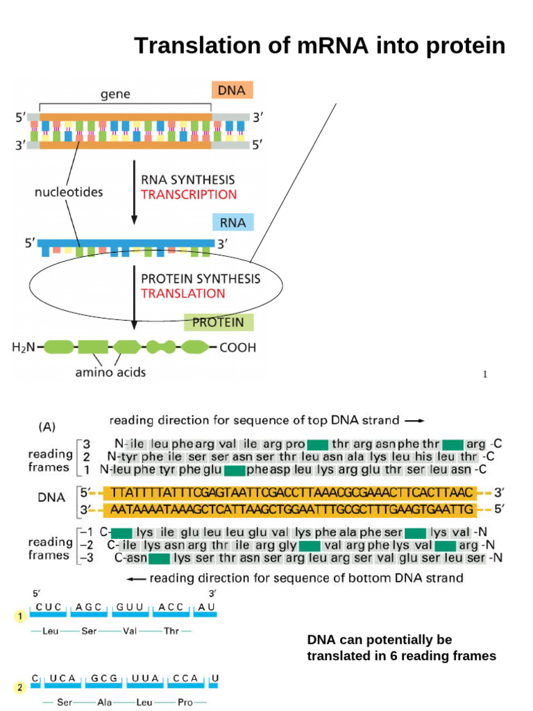 mRNA Translation and Codon Usage Analysis | PDF | Ribosome ...