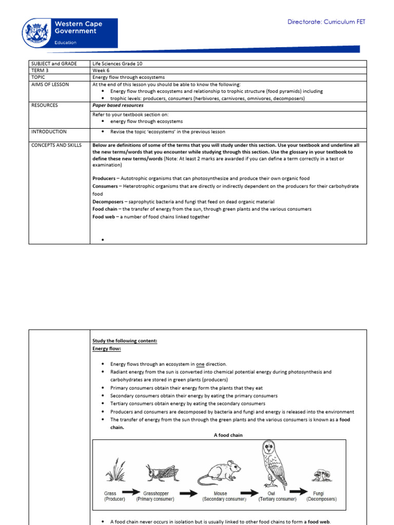 Energy Flow in Ecosystems for Grade 10 | PDF | Food Web | Ecology