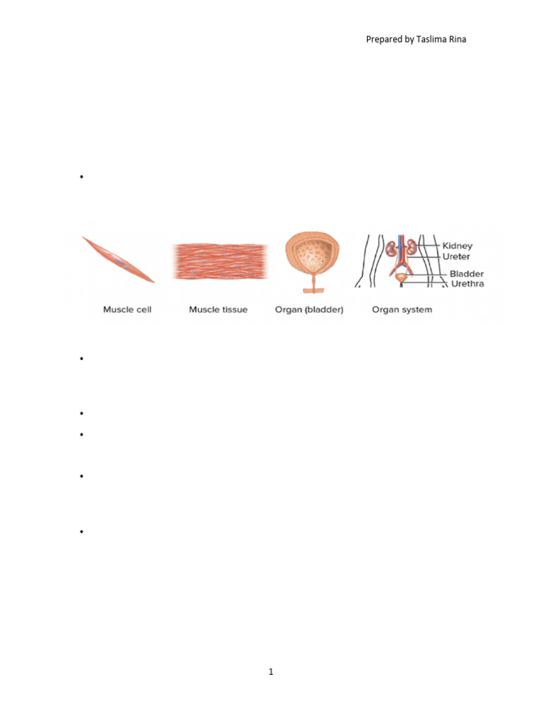 Class 8 Biology: Cell Structure & Functions | PDF | Cell (Biology) | Axon