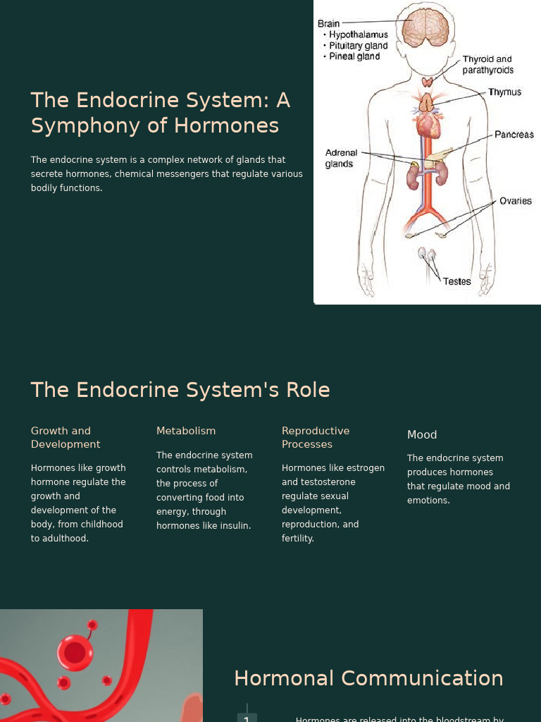 The Endocrine System a Symphony of Hormones | PDF | Adrenal Gland ...