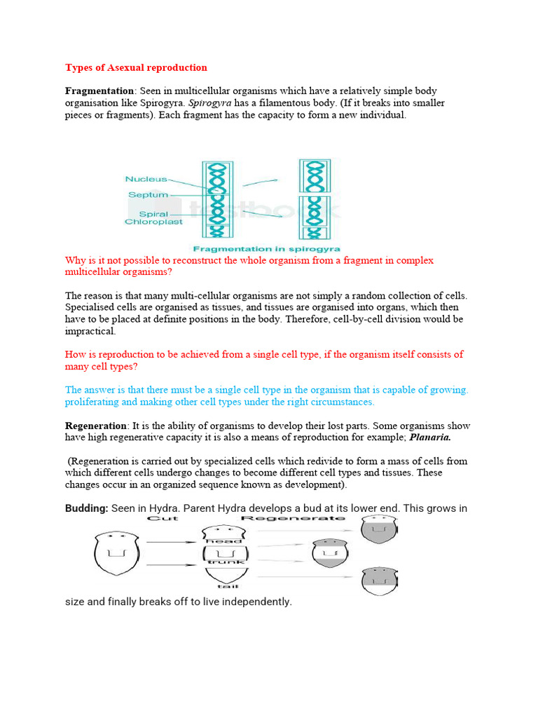 Asexual Reproduction in Multicellular Organisms | PDF