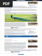 Hudhud: The Hoopoe Bird Explained | PDF | Birds | Ornithology
