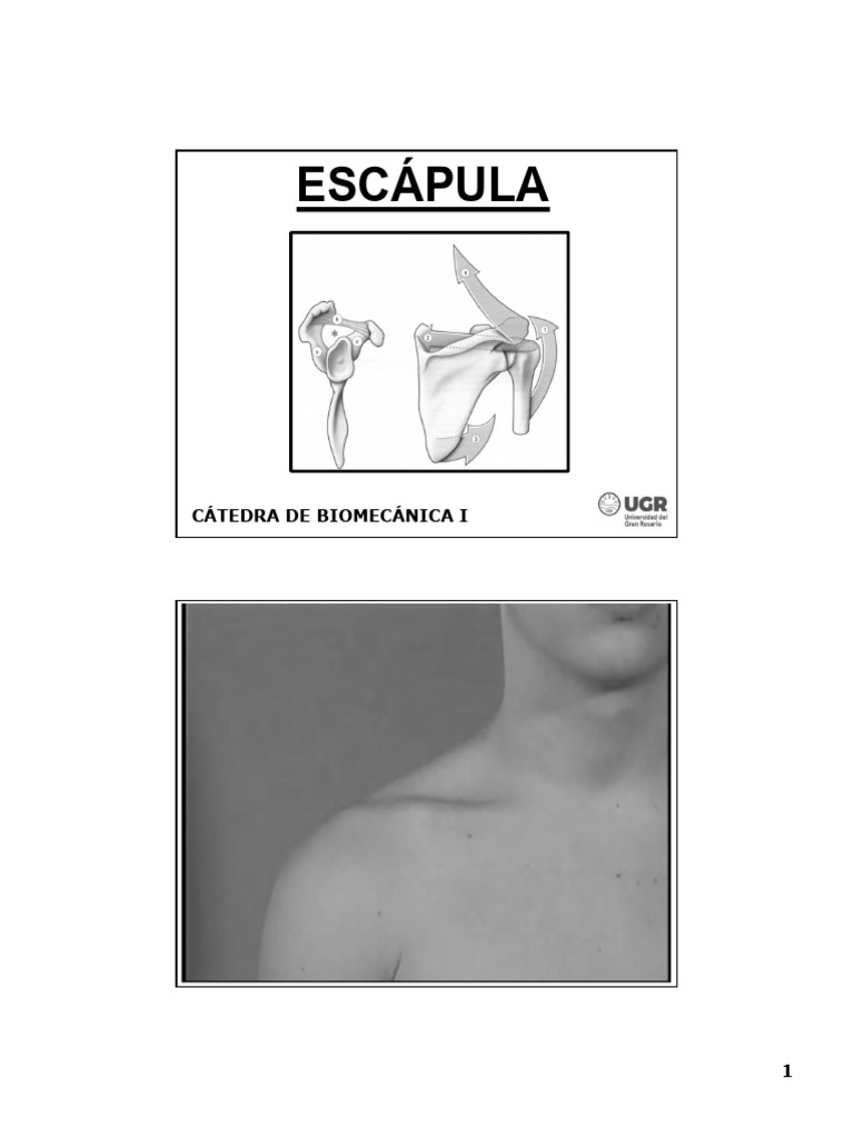 Anatomía y Movimientos de la Escápula | PDF | Anatomía humana | Sistema ...