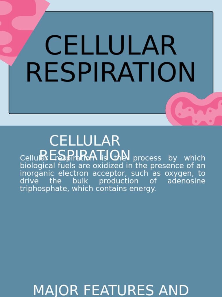 Cellular Respiration Process Explained | PDF | Cellular Respiration ...