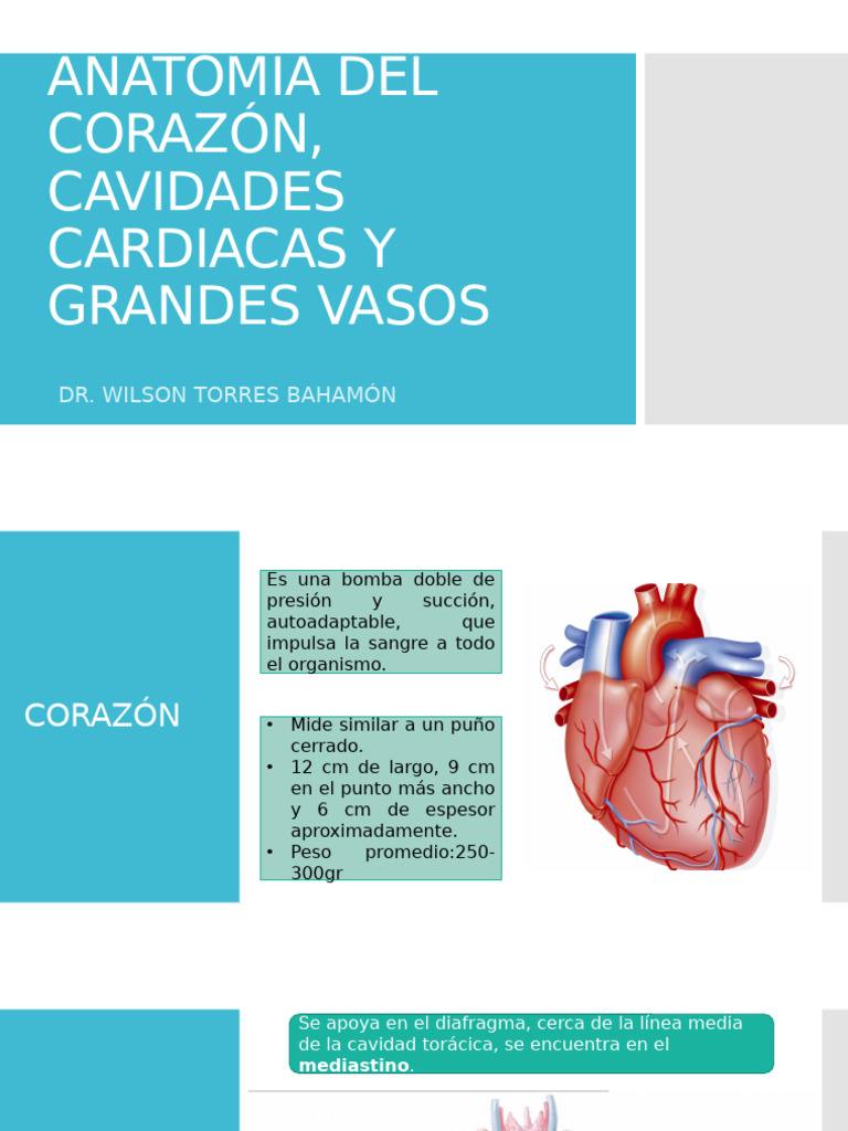 2 SEMESTRE TEMA 8 Anatomia Del Corazon, Cavidades Cardiacas y Grandes ...