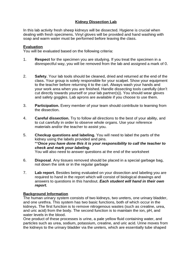 Kidney Dissection PREP | PDF | Urinary System | Kidney