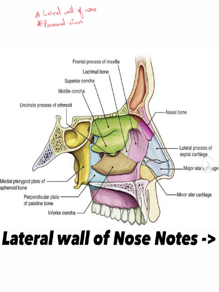 Nose Lateral Wall (Johari) | PDF