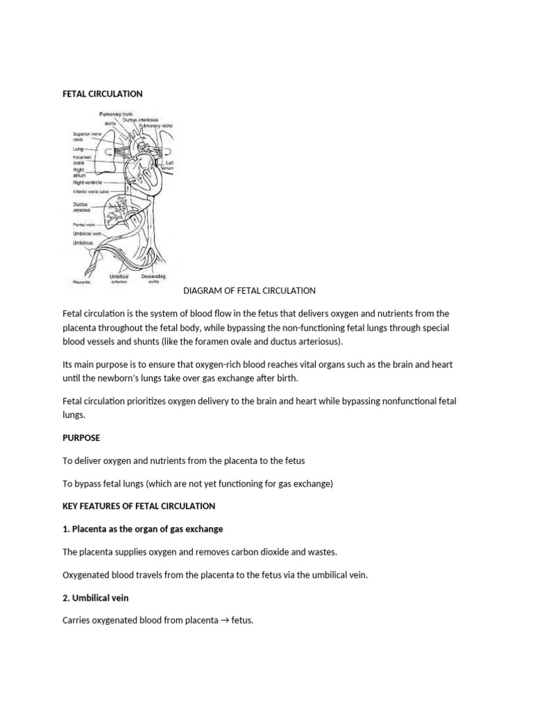 Fetal Circulation Explained: Key Features | PDF | Fetus | Circulatory ...