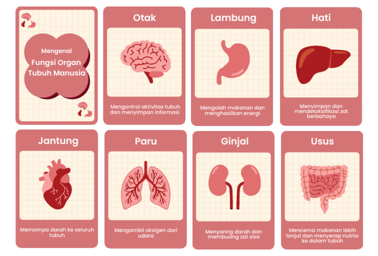 Kartu Pengingat Mengenal Fungsi Organ Tubuh Manusia Ilustrasi Merah ...