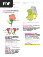 Anatomia do Períneo: Estruturas e Funções | PDF | Pélvis