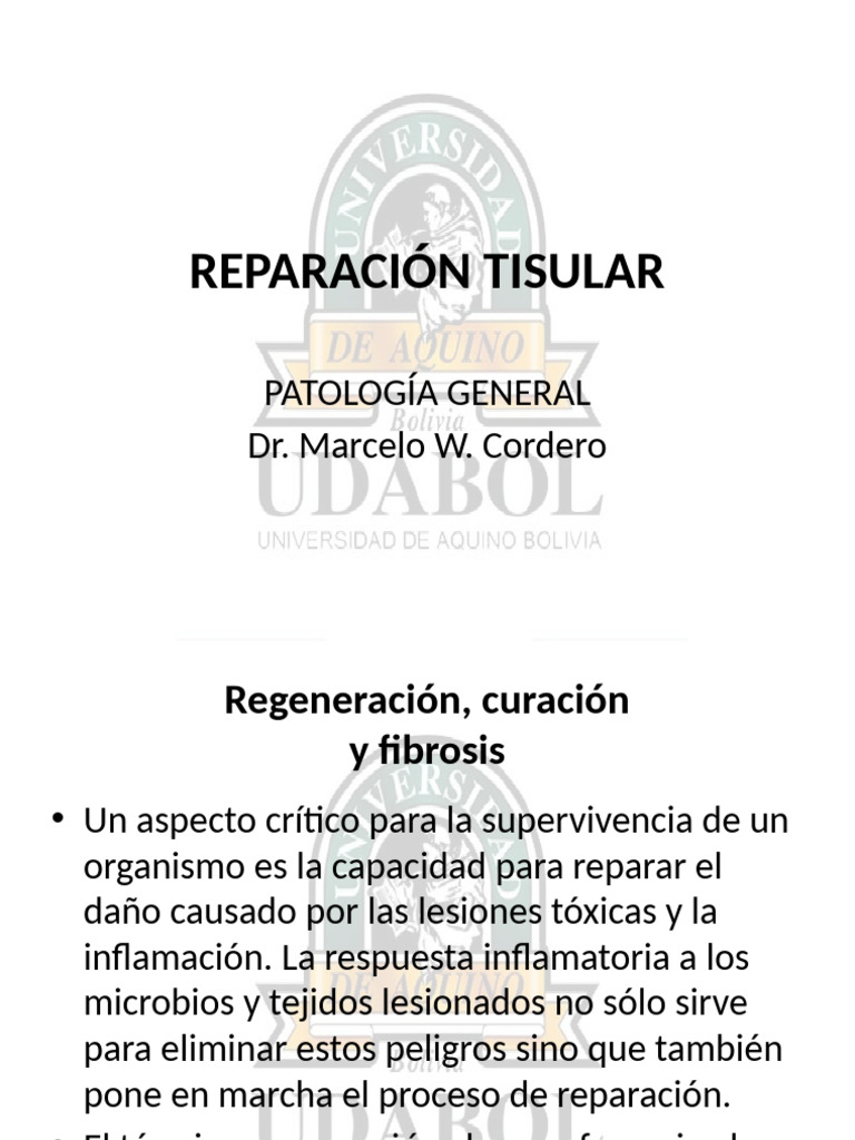 Reparación y Fibrosis Tisular: Mecanismos | PDF | La matriz ...